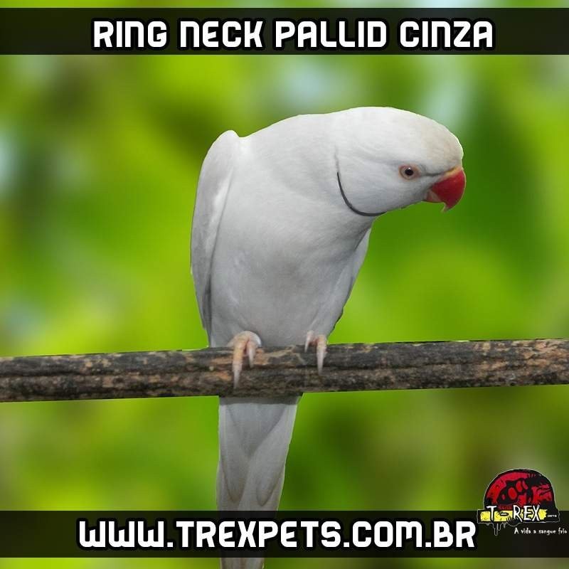 "Ring Neck Pallid Cinza - A Elegância Sublime em Tons Suaves.
